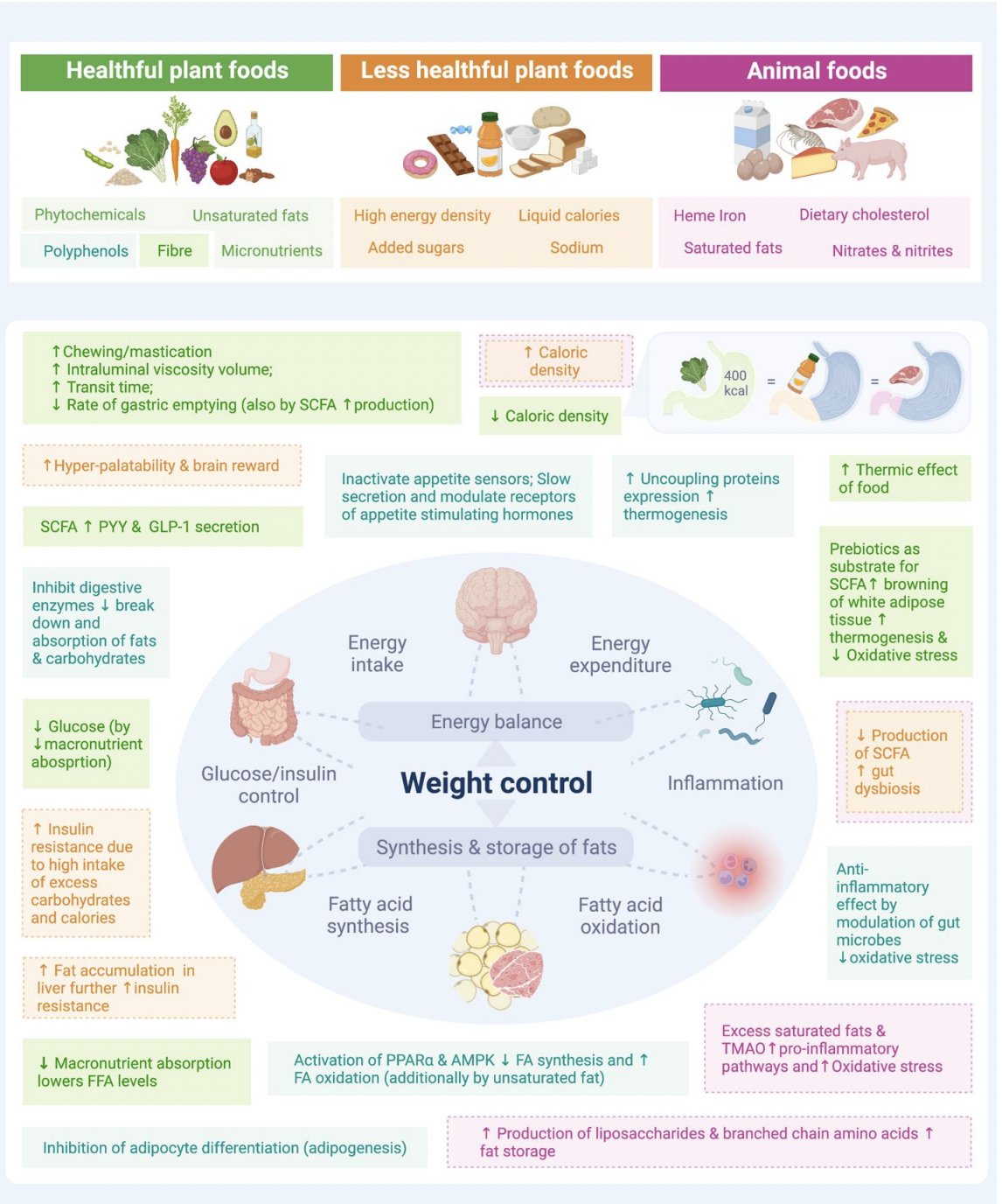 Δίαιτα πλούσια σε φυτικές ίνες (για δυσκοιλιότητα, εκκολπώματα ...