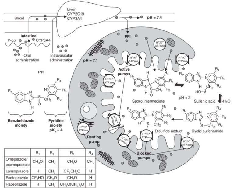 Proton pump inhibitors (PPI) in GERD treatment